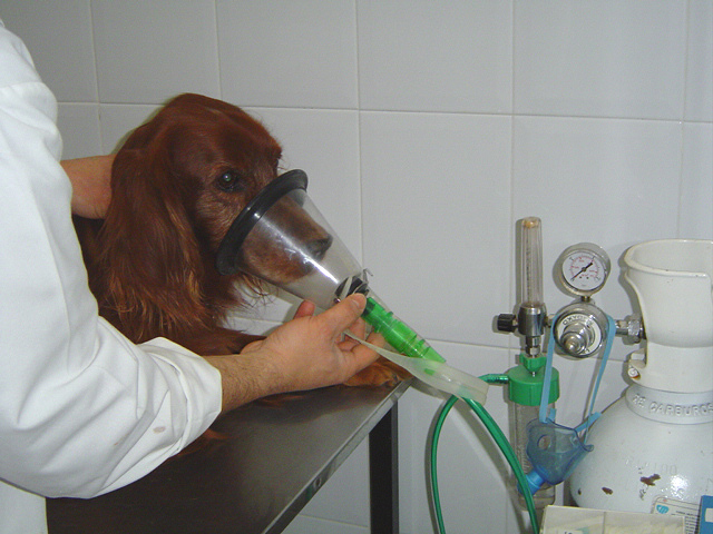 Hospitalización – Oxigenoterapia – Centro Veterinario Madridejos